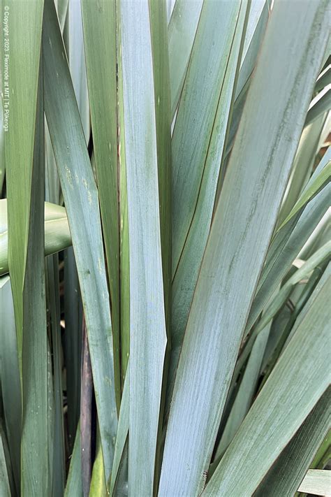 Harakeke Flax 1 - Knowledge Base