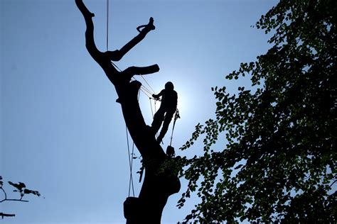 What Is Tree Surgery What Do Our Tree Surgeons Do Glendale