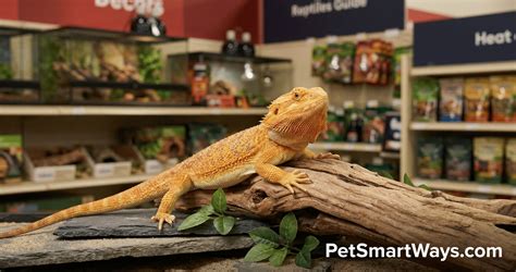 Petsmart Reptile Guide Types Prices And Our Tips Petsmartways