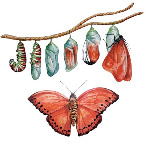 Metamorphosis Butterfly Drawings
