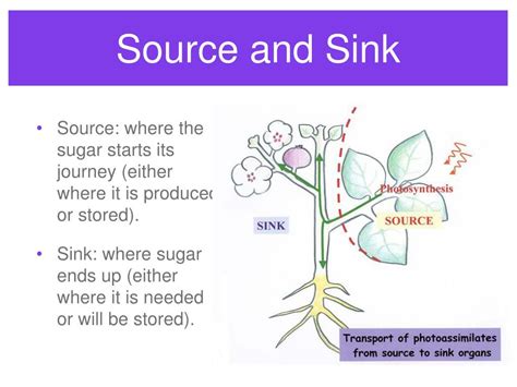 Xylem And Phloem A Plants Source And Sink Anna S Plants