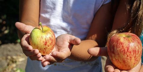 Los impresionantes beneficios psicológicos que pocos conocen de comer frutas MUI KITCHEN Noticias