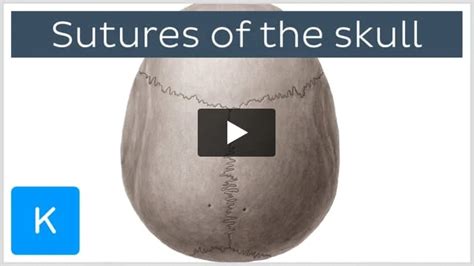 Sagittal Suture Anatomy And Function Kenhub