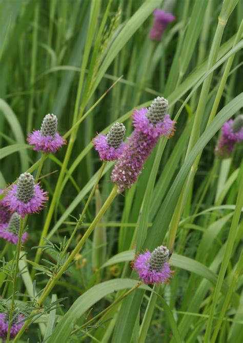 Purple Prairie Clover Native American Seed