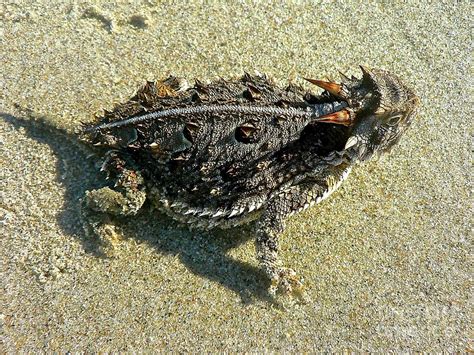 Horny Toad Lizard Photograph By Jean Wright Pixels