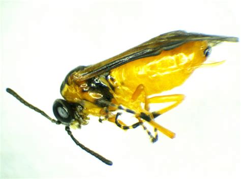 Athalia Circularis Naturespot