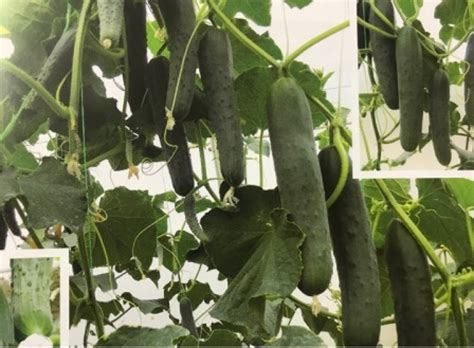 Cobal F1 Clause Inexall Agrar