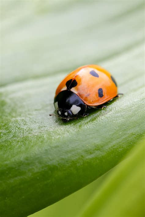Жук божья коровка крупным планом · бесплатная фотография от Denisark картинки и обои на