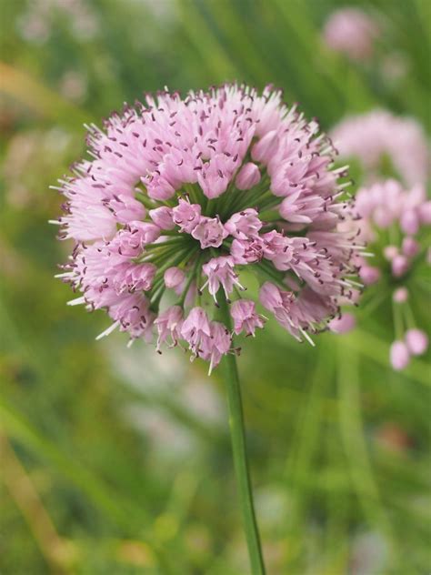 Portuguese Allium Allium Lusitanicum Growing Guides