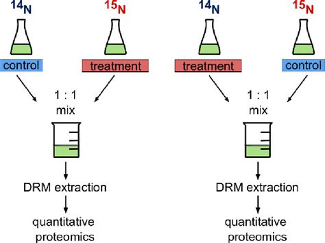 Metabolic Labeling Experimental Strategy Schematic Representation Of