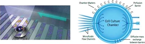 left representation of the microfluidic device developed in ref [44