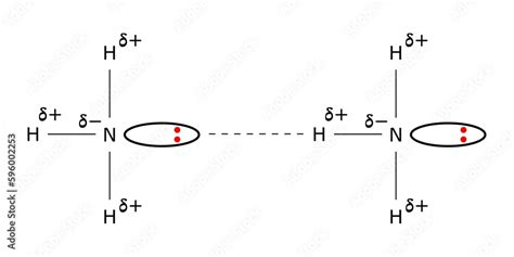 Hydrogen Bonding Ammonia Nitrogen Lone Pair Electron Partial Positive Negative Charge H Bond