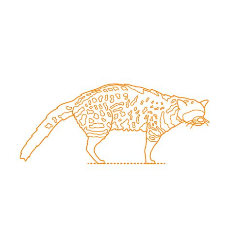African Civet Civettictis Civetta Dimensions And Drawings