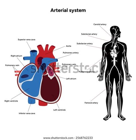 Peripheral Angiogram Over 242 Royalty Free Licensable Stock Illustrations And Drawings Shutterstock