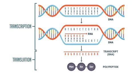 Transcription Vs Translation Worksheet For Gene Expression Study