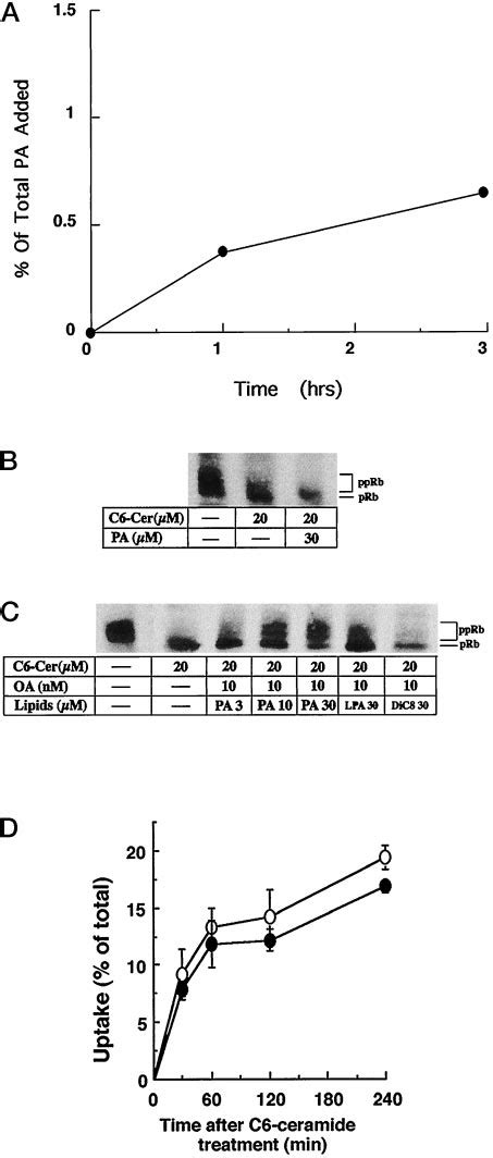 Effects Of Pa And Okadaic Acid Oa On C 6 Ceramide C 6 Cer Induced
