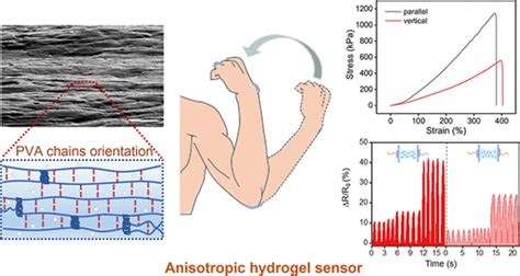 Muscle Inspired Anisotropic Hydrogel Strain Sensors Acs Applied Materials And Interfaces