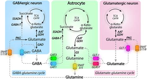 Glutamate Neurotransmitter Frontiers Modulation Of The Glutamatergic