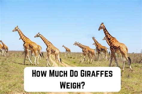How Much Do Giraffes Weigh Full Guide Measuringly