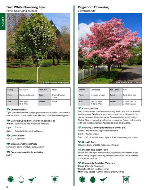 Flowering Trees Identification