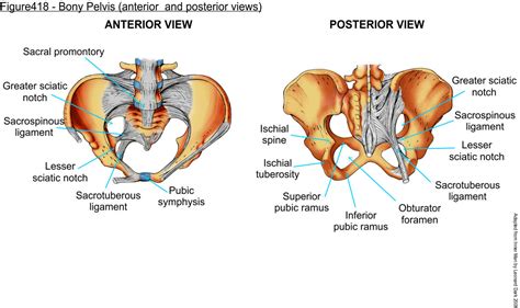 Anterior Ischial Ramus
