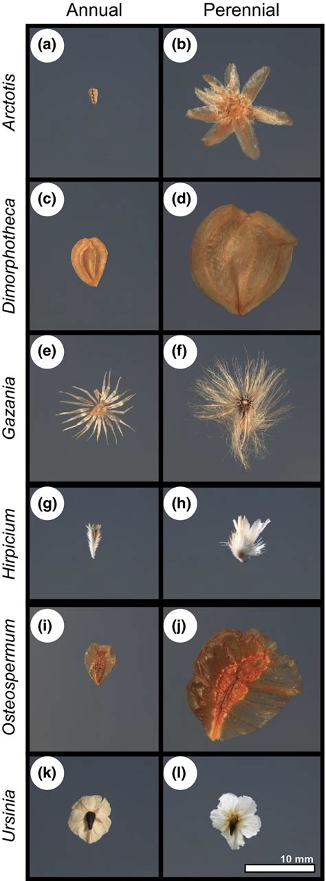 Samples Of Mature Fruit Of Annual Left And Perennial Right Southern