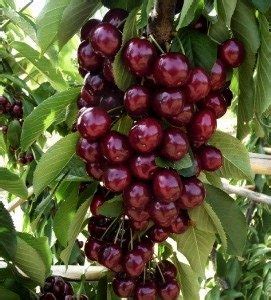 Колоновидная черешня: описание сорта, для подмосковья, для сибири, фото ...