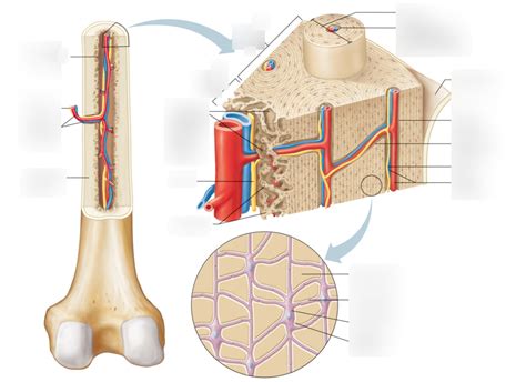 Microscopic Structure Of Bone Diagram Quizlet