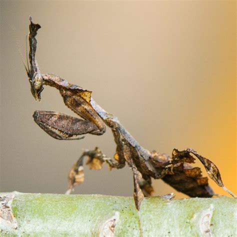 Ghost Mantis Evolution Reptiles