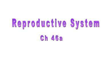 Ppt Reproductive System Powerpoint Presentation Free To Download Id Fbc Mjy N
