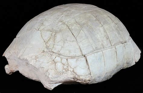Huge 14 Fossil Tortoise Stylemys With Limb Bones 50817 For Sale