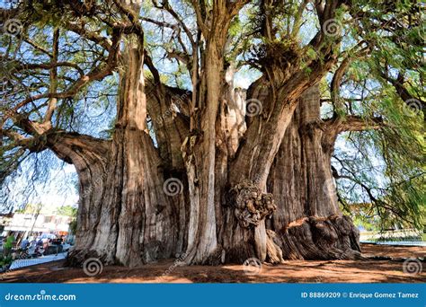 Tule Tree Editorial Stock Image Image Of Santa Tule 88869209