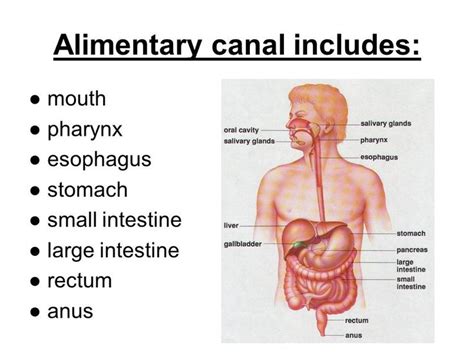 Alimentary Canals Medical School Essentials Anatomy And Physiology