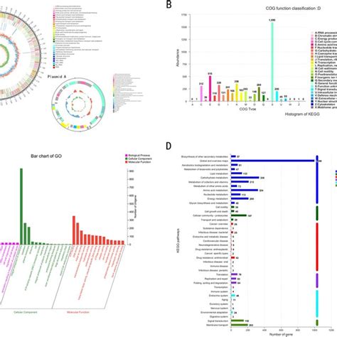 Chromosome And Plasmid A Genome Pattern A Cog Functional Download Scientific Diagram