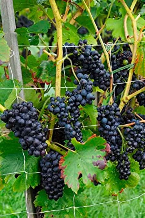 Trellis Netting For Plants For Sale Online Quick Delivery In The UAE Plantshop Me