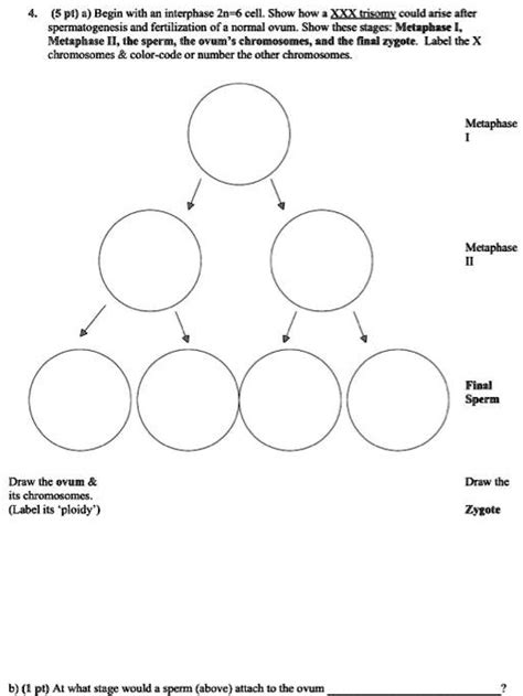 Pl A Begin With An Intcrphase Zn Cell Show How Xxixn Couldanisala Spermatogenesis And