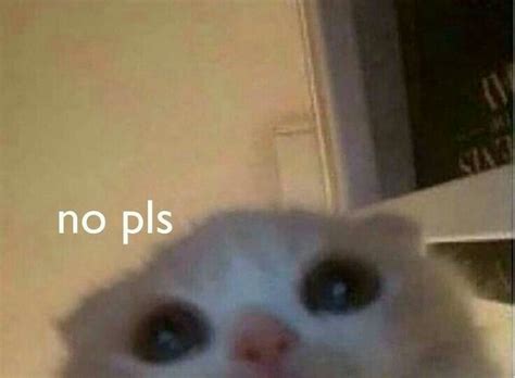 Cute Cat Please Meme