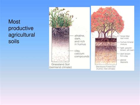 PPT Soil Components PowerPoint Presentation Free Download ID