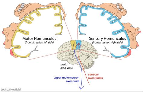 Homunculus Right Brain Neurology Neurons Nervous System Principles Lesson Flying Nurse