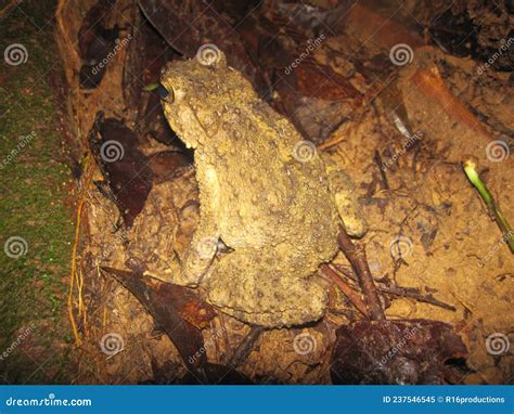 Phrynoidis Aspera River Toad Rough Toad Giant Asian Toad Kodok Buduk Sungai Kodok Puru