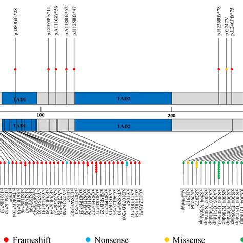 Cebpa Mutations In Aml The Number Of Dots Represent The Case Number Of Download Scientific