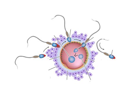 Block To Polyspermy Quiz