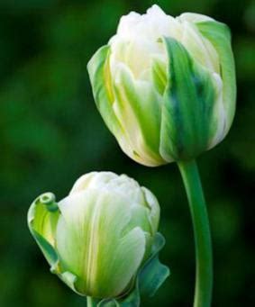Tulip DL 'Maureen Double' - GARDENIDEA