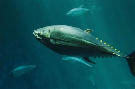 Different Types Of Fish Fun Facts And Pictures