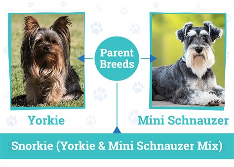 Snorkie Hond
