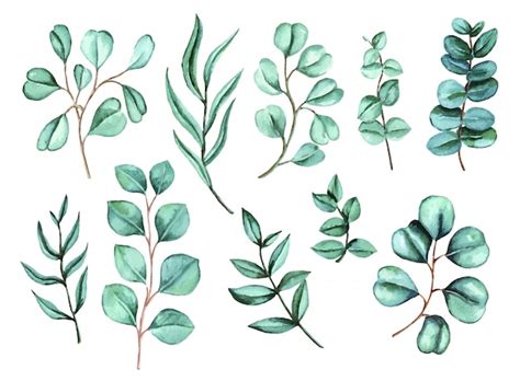 Eucalyptus Vectors And Illustrations For Free Download Freepik