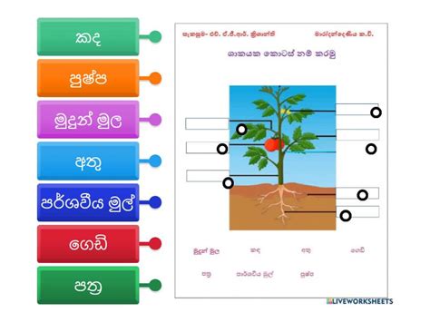 ශාකයක කොටස් නම් කරමු Labelled Diagram