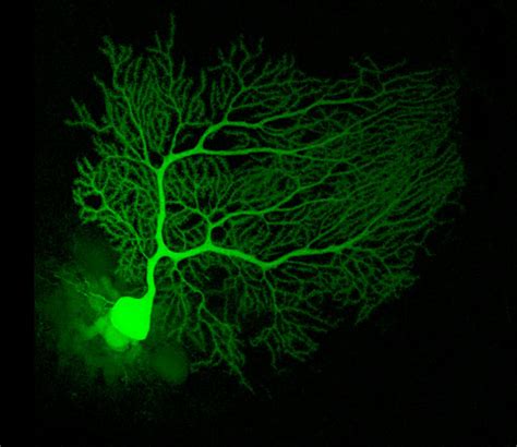 The Cell Image Library