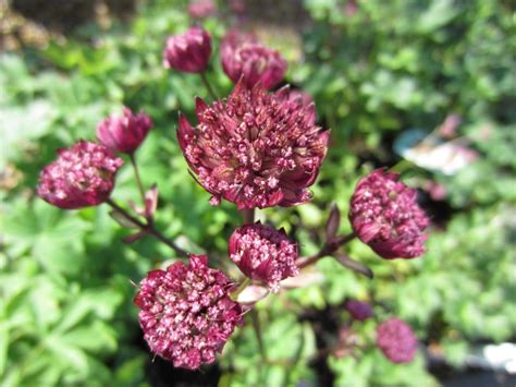 Astrantia Major Lars Masterwort Lars Herbaceous Perennial Rhs