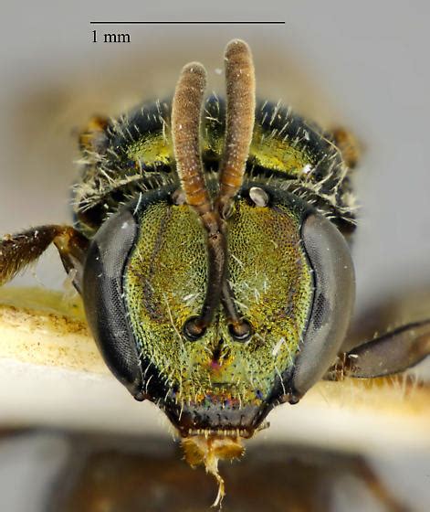 Augochlorella Bugguidenet